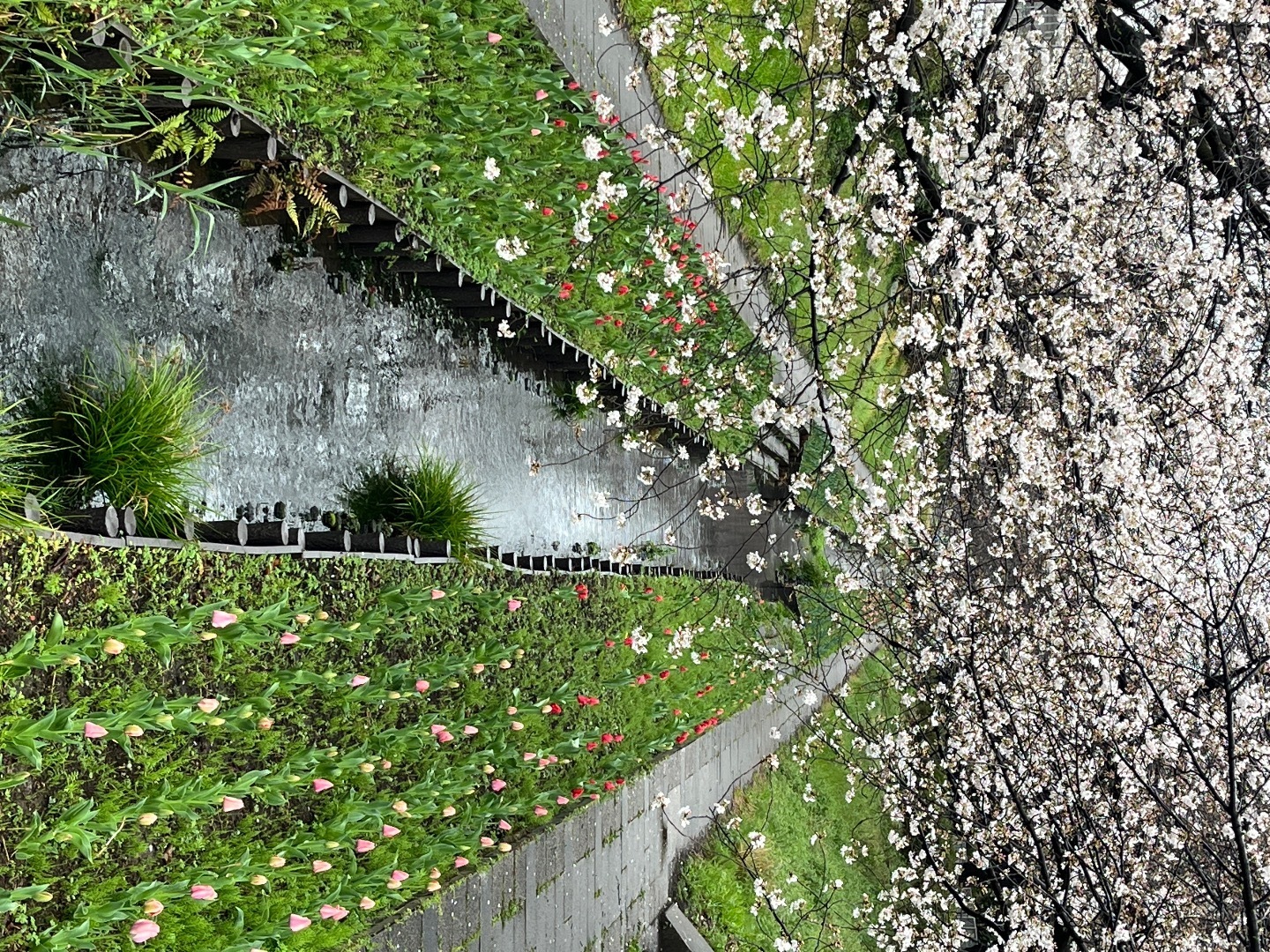 せせらぎ緑道桜通信2025その2: みどり工房01